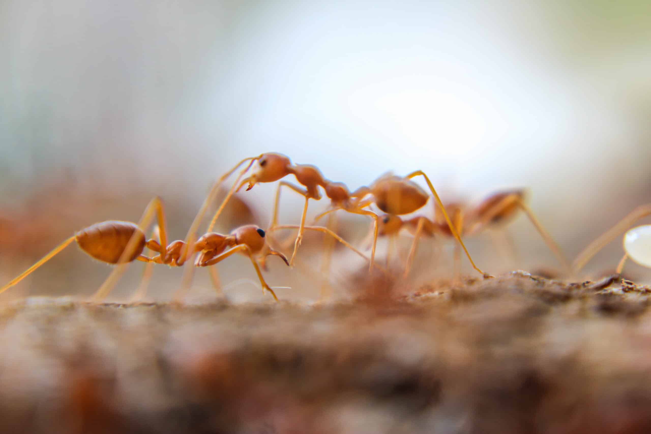 Research Says Viruses Could Control Fire Ants | medtigo