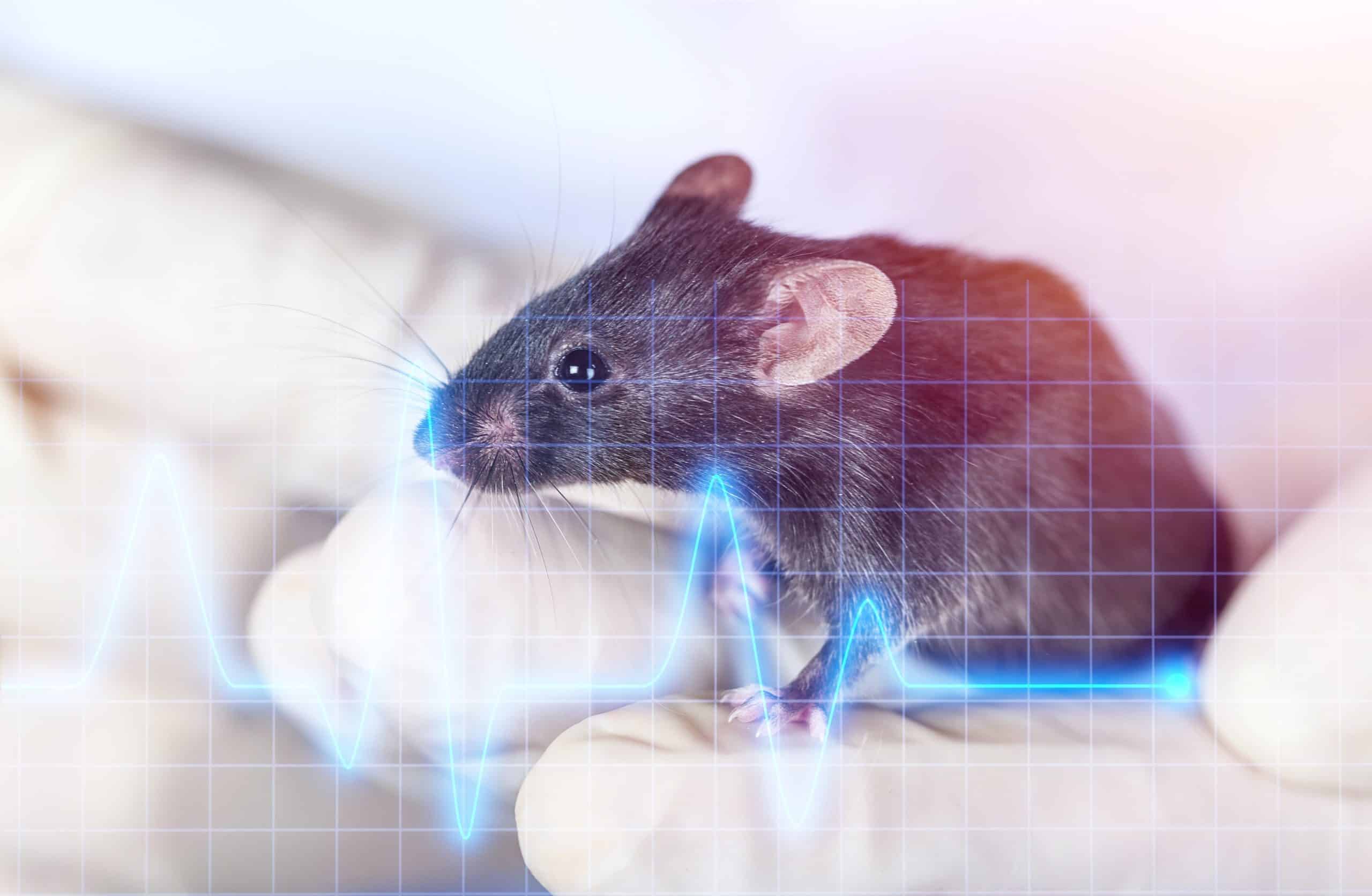 Optogenetics Study Reveals Bidirectional Relationship Between Anxiety ...