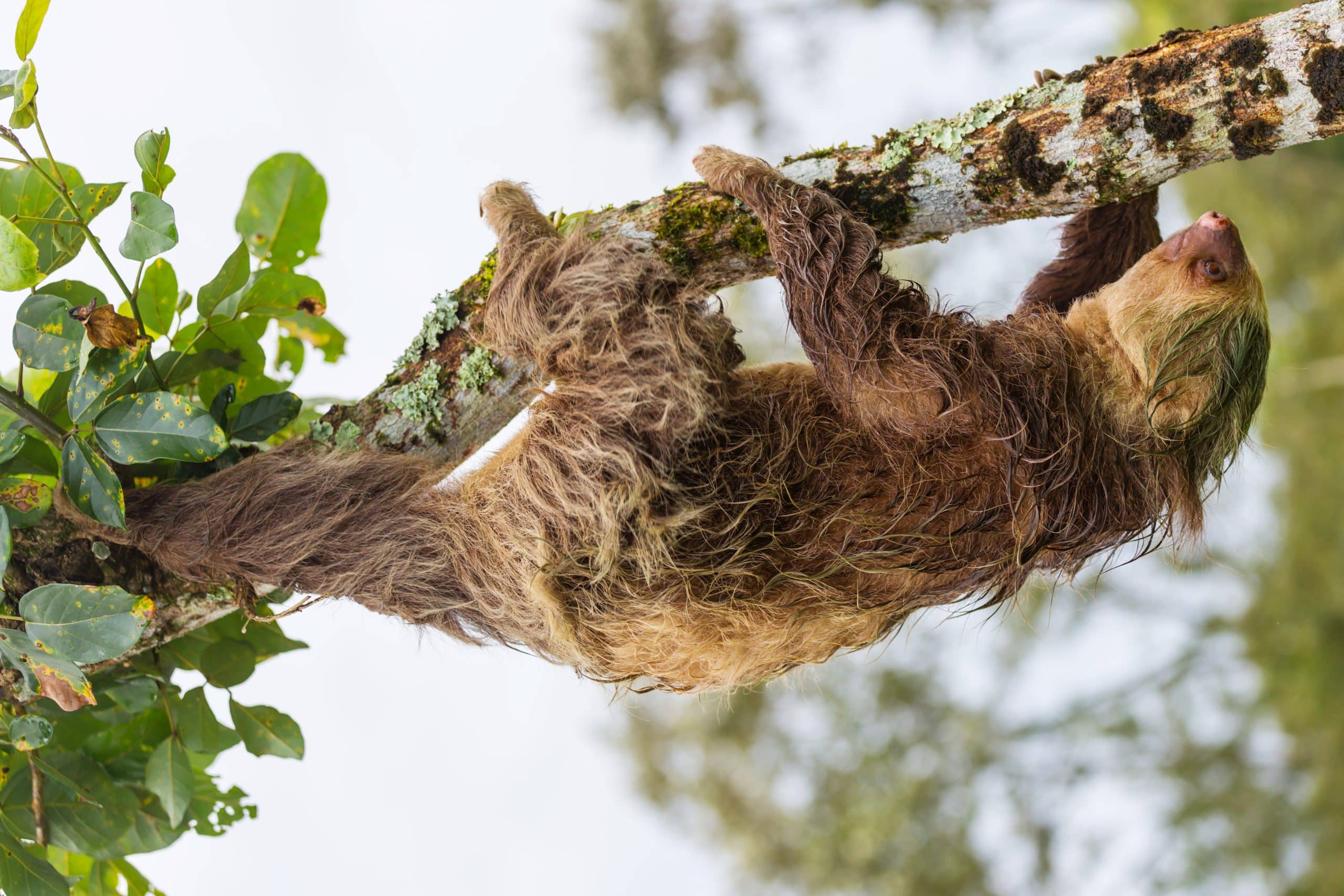 Sloth Fur Yields Potential Antibiotic Compounds for Human Medicine ...