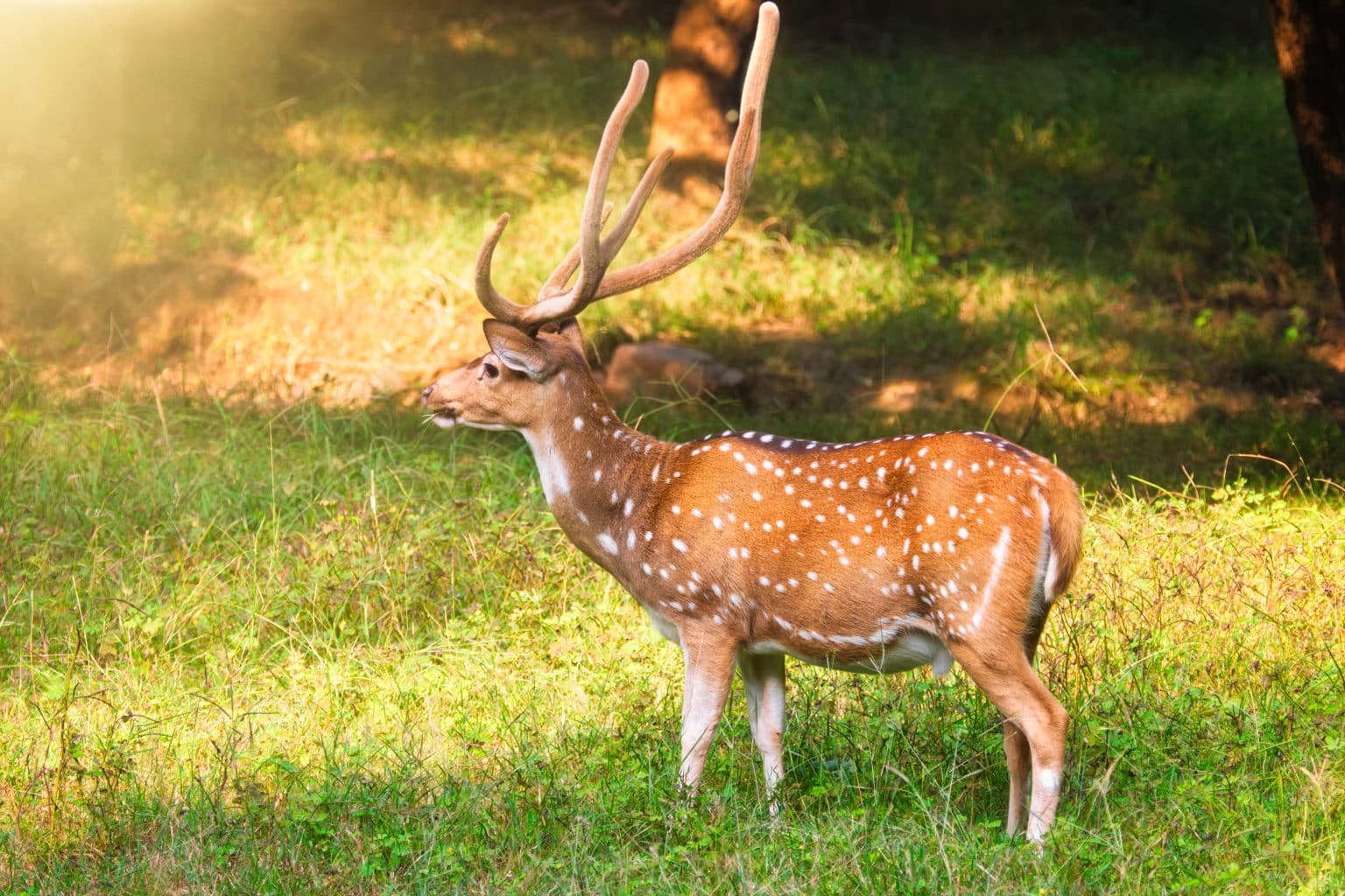 Deer in the U.S. Linked to Multiple COVID-19 Infections in Humans | medtigo