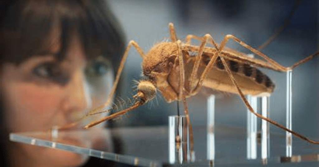 Genetically Modified Mosquitoes: Battling Malaria's Threat