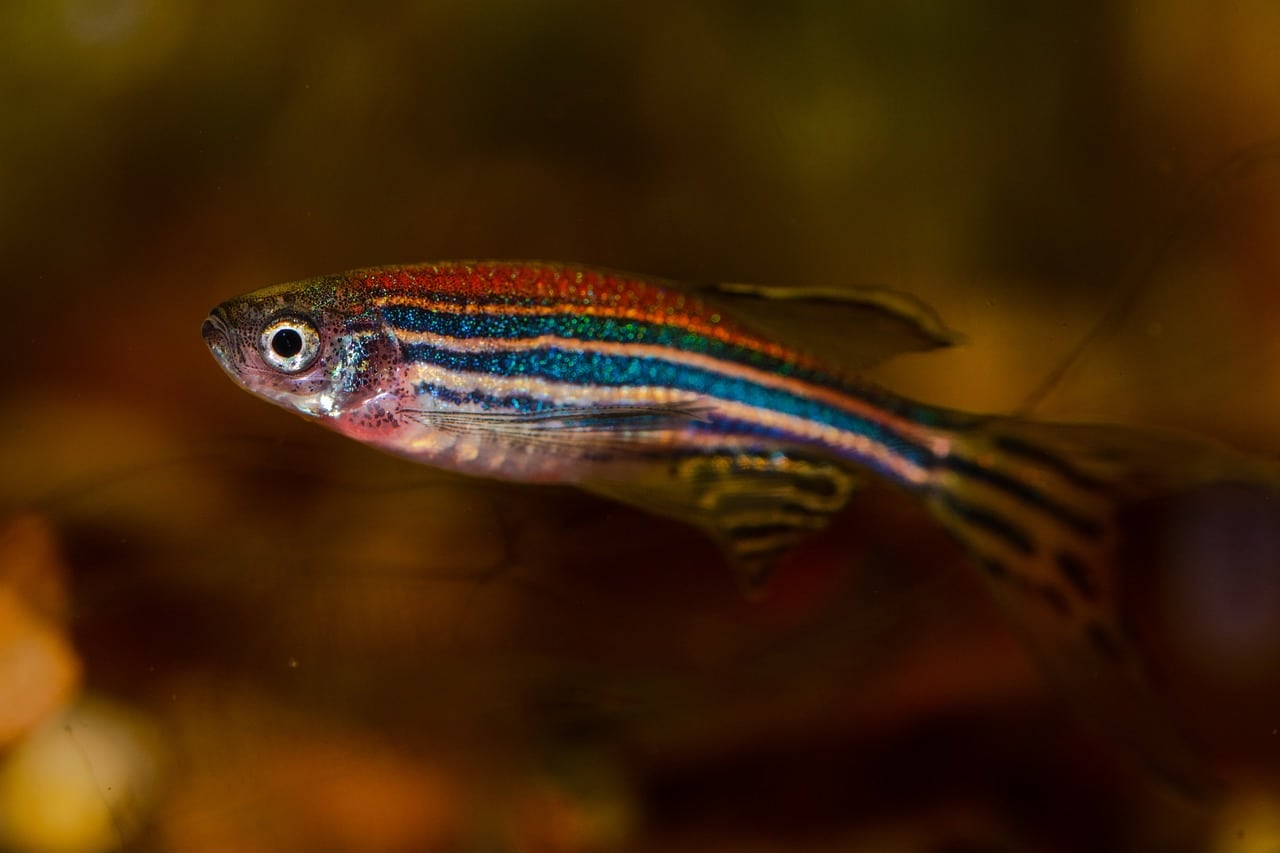 Decoding Life's Blueprint: Atlas Maps Zebrafish Embryo Growth