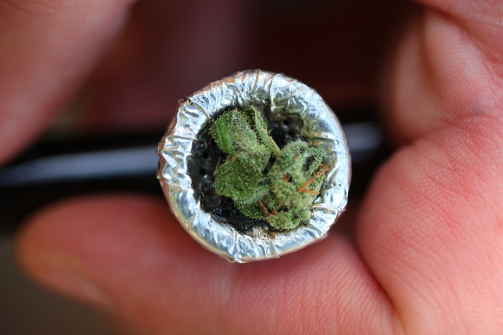 Cannabis & the Brain: Understanding the Effects of Recent and Lifelong ...