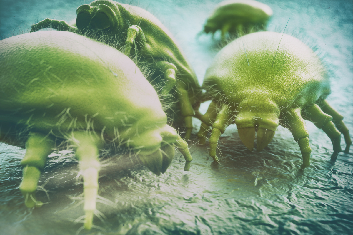 New Relief for Kids: FDA Greenlights ODACTRA® for Dust Mite Allergies ...